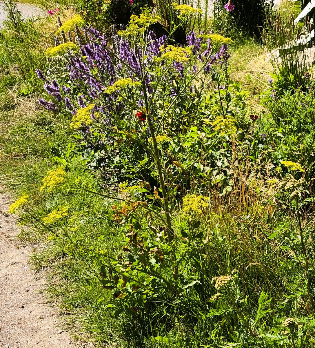 Rejnfan - frø m/såpotter – PlanBi Shop
